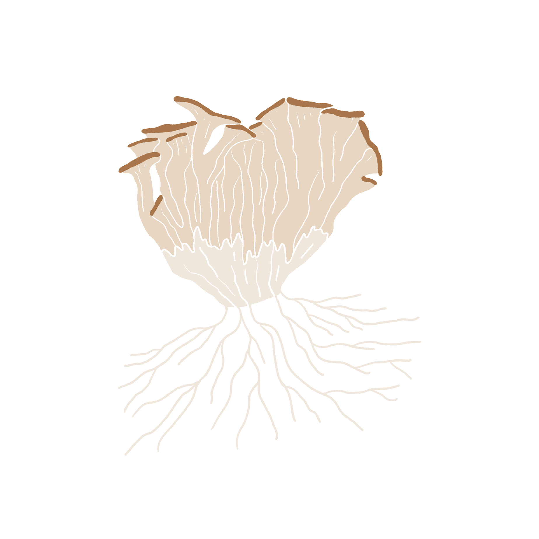 Products – Aloha Medicinals